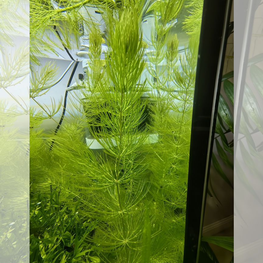 Аквариумные растения роголистник