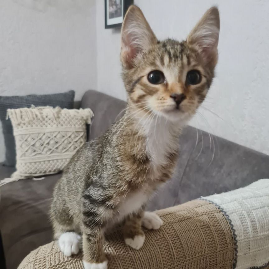 Котенок в добрые руки