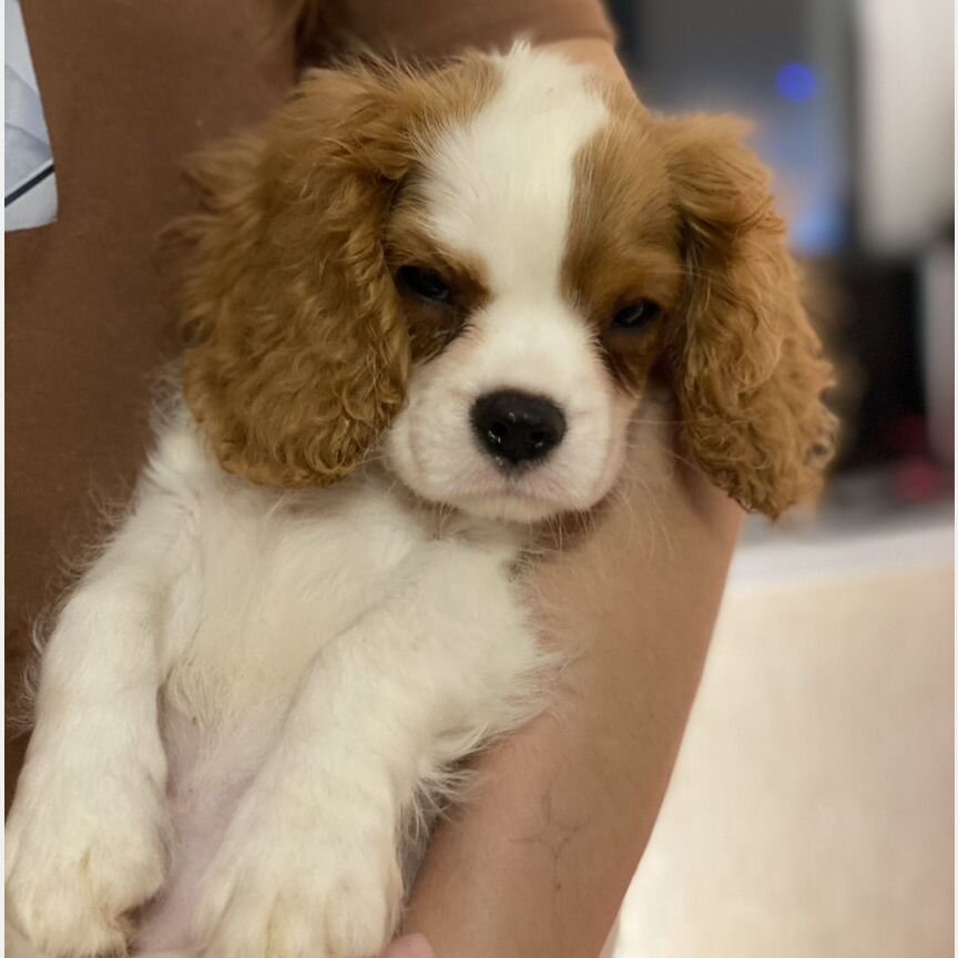 Кавалер кинг чарльз спаниель