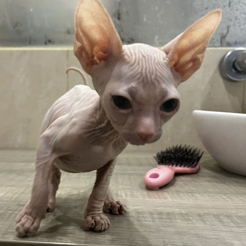 Донской сфинкс котёнок