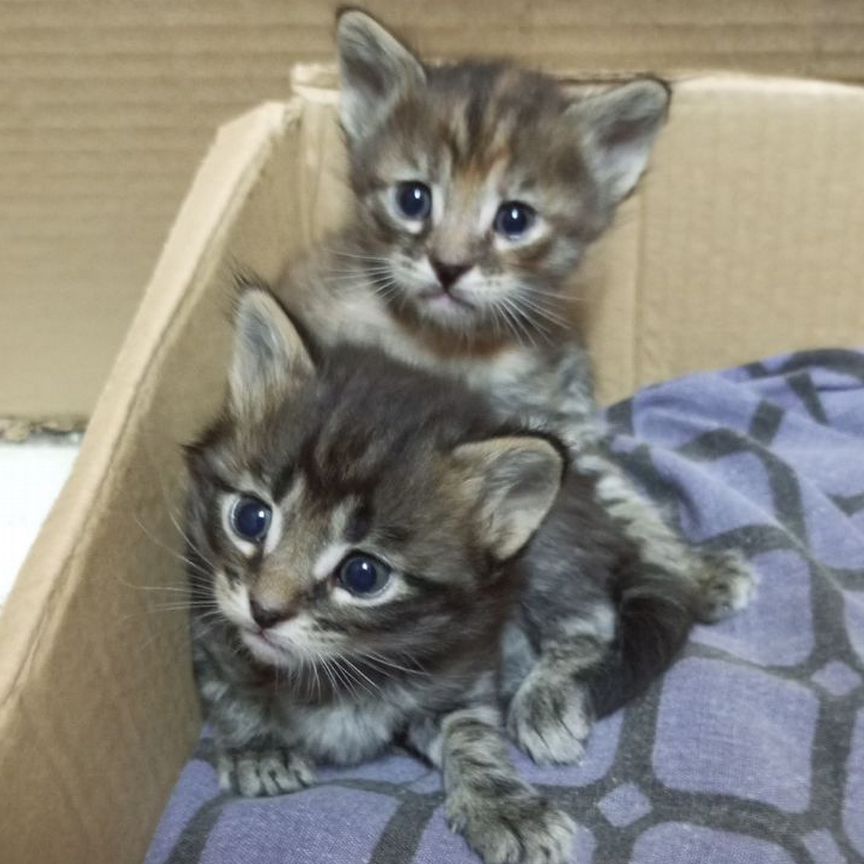 Мейн-кун котёнок