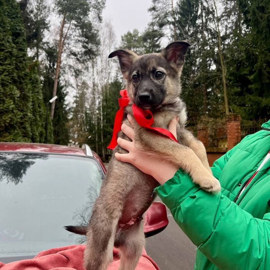 Щенок в добрые руки