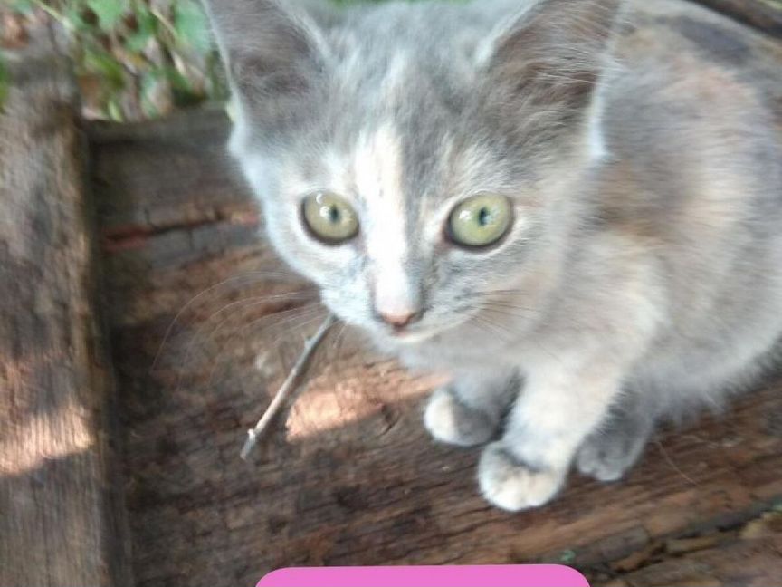 Кошка