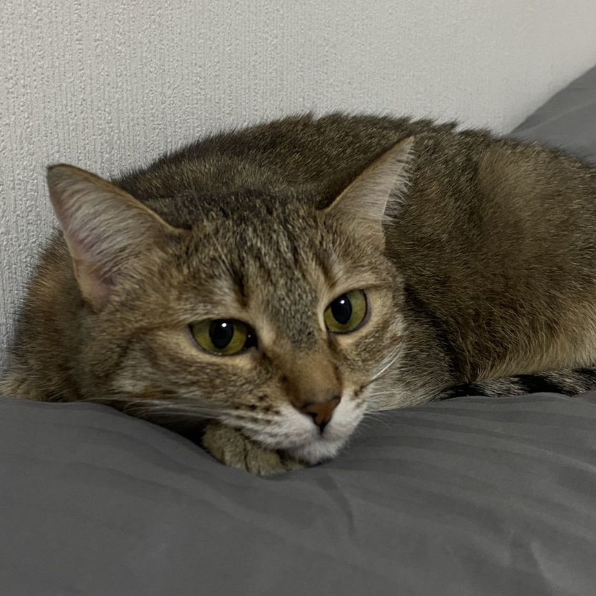 Взрослая кошка в добрые руки