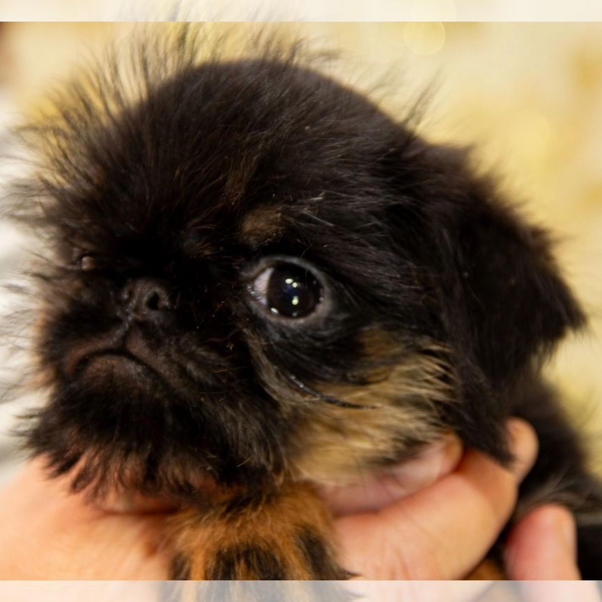 Кобель бельгийского гриффона