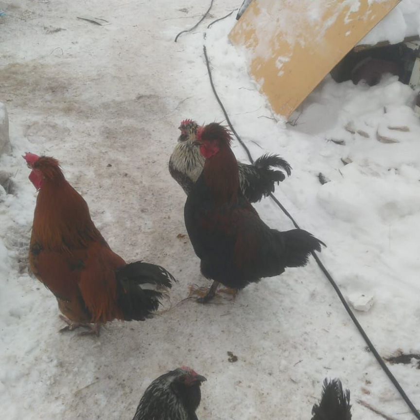 Петушки и утки