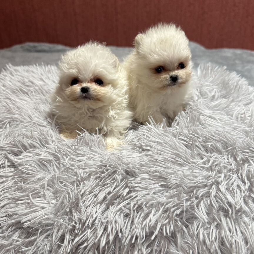 Супер маленькие шпицы