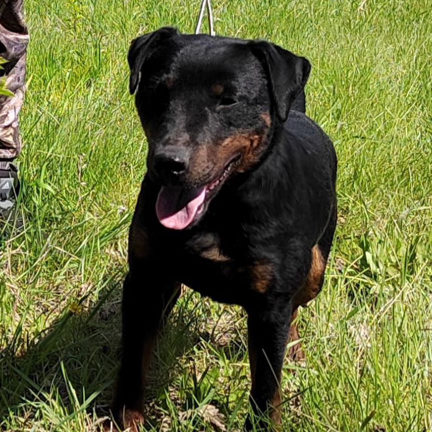 Ягдтерьер вязка