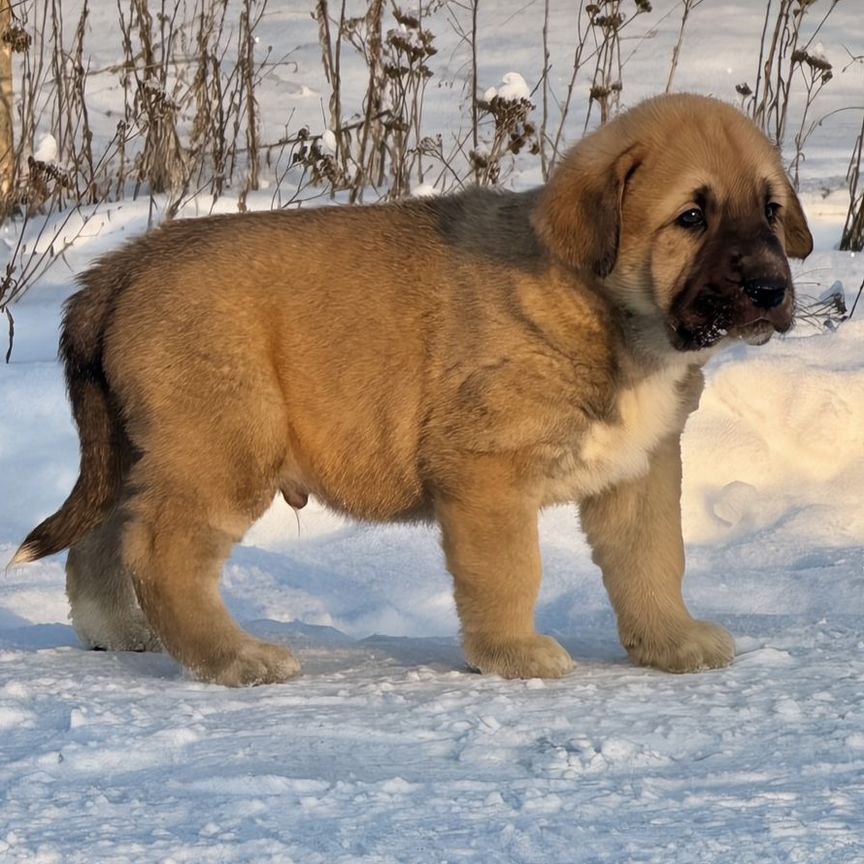 Испанский мастиф, щенок