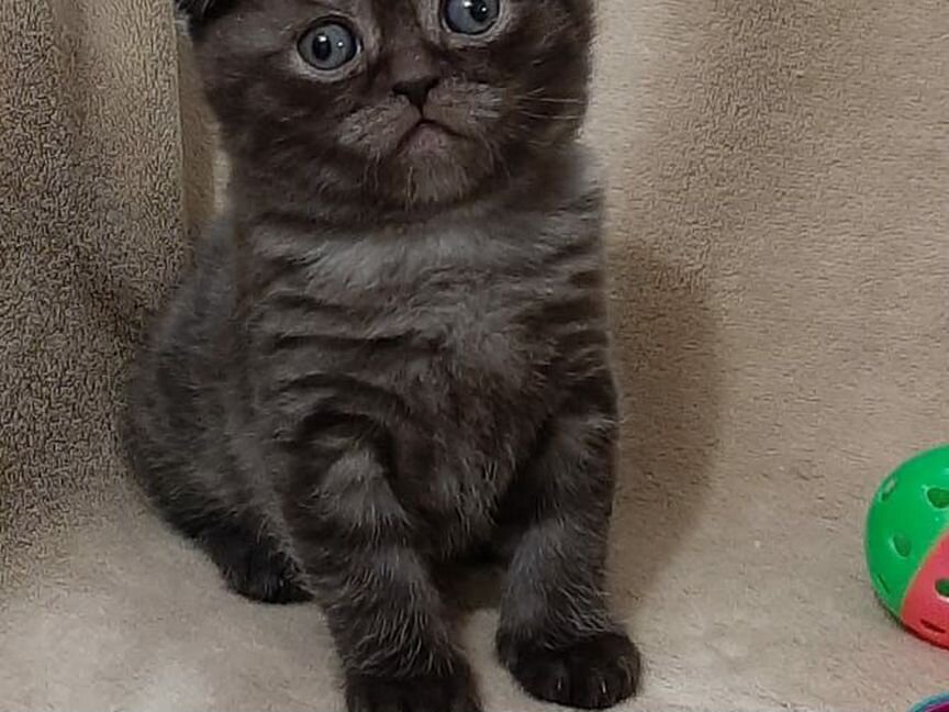 Шотландские черныши