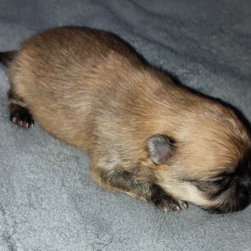 Померанский шпиц, щенок