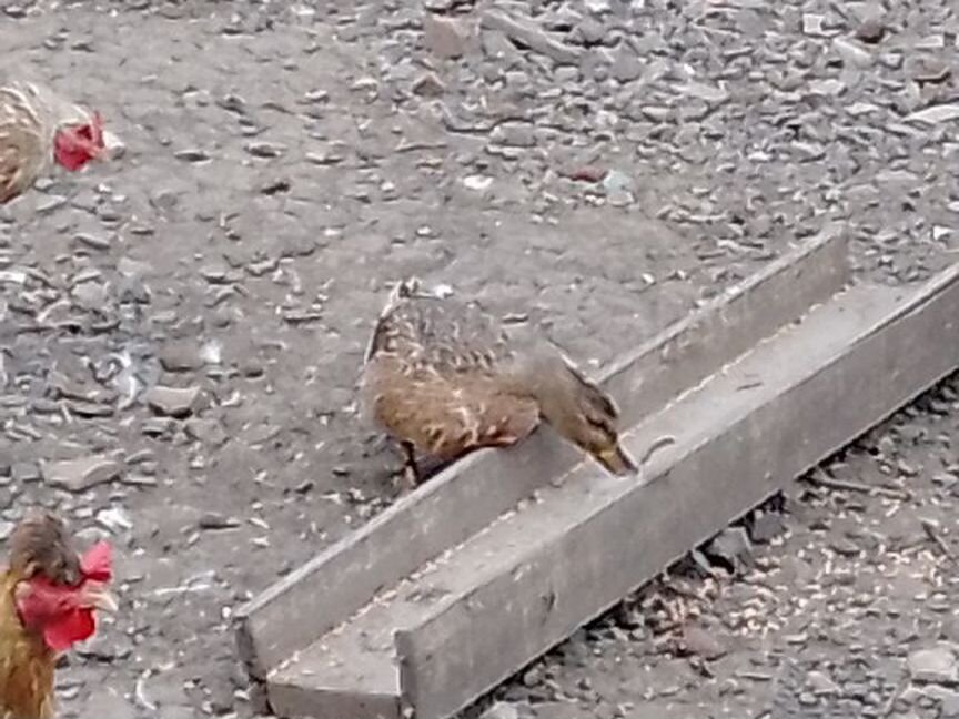Утка кряква
