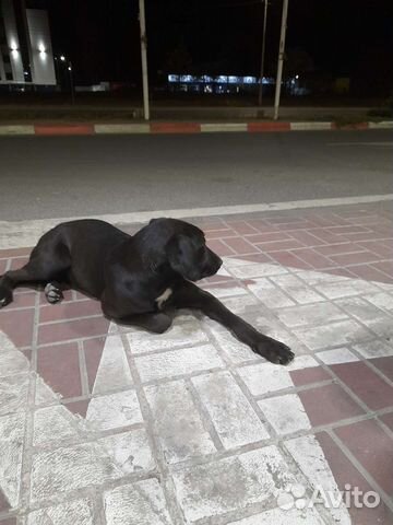 В добрые руки