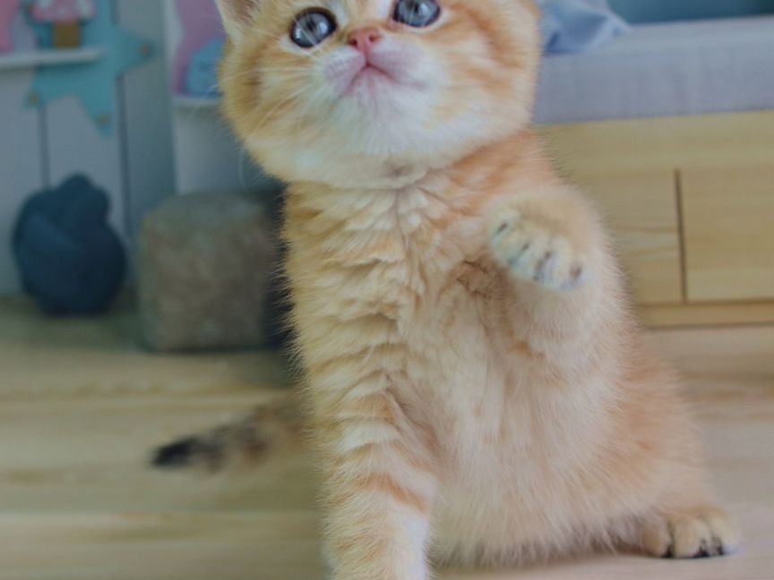 Золотые пупсики