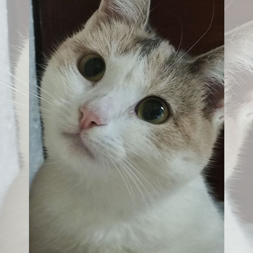 Взрослая, кошка в добрые руки