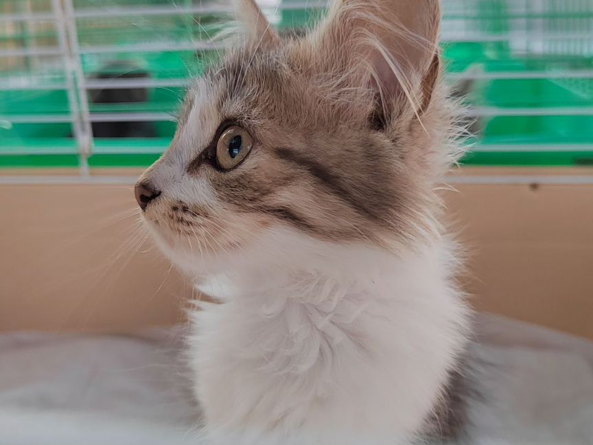 Очаровательная девочка ищет дом