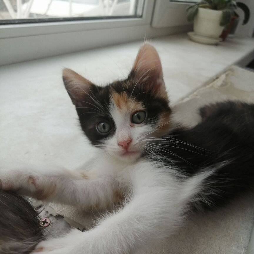 Котенок девочка