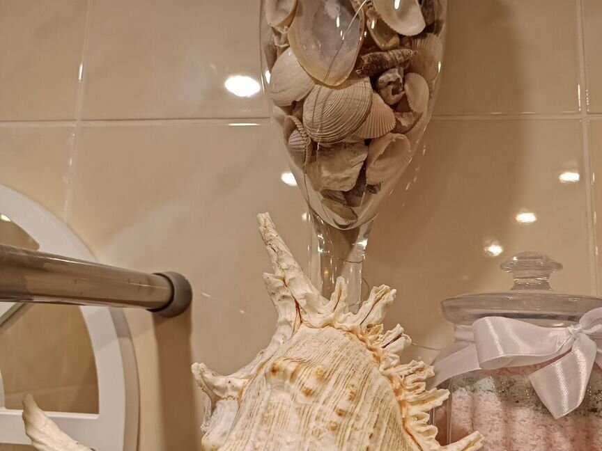 Морские ракушки раковины большие