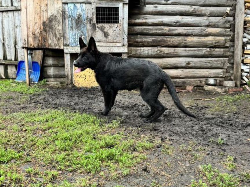 Черная немецкая овчарка