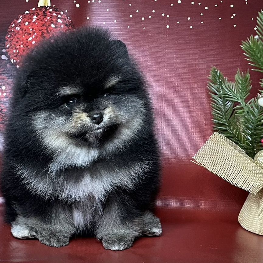 Померанский шпиц, щенок