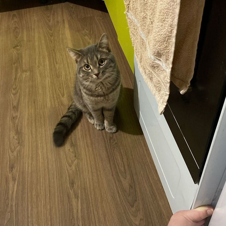 Британский кот