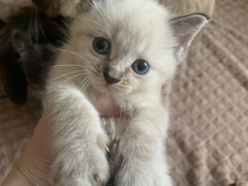 Голубоглазые котята