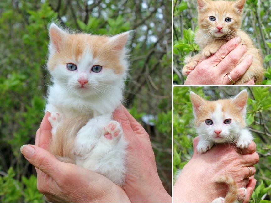 Котята в добрые ручки