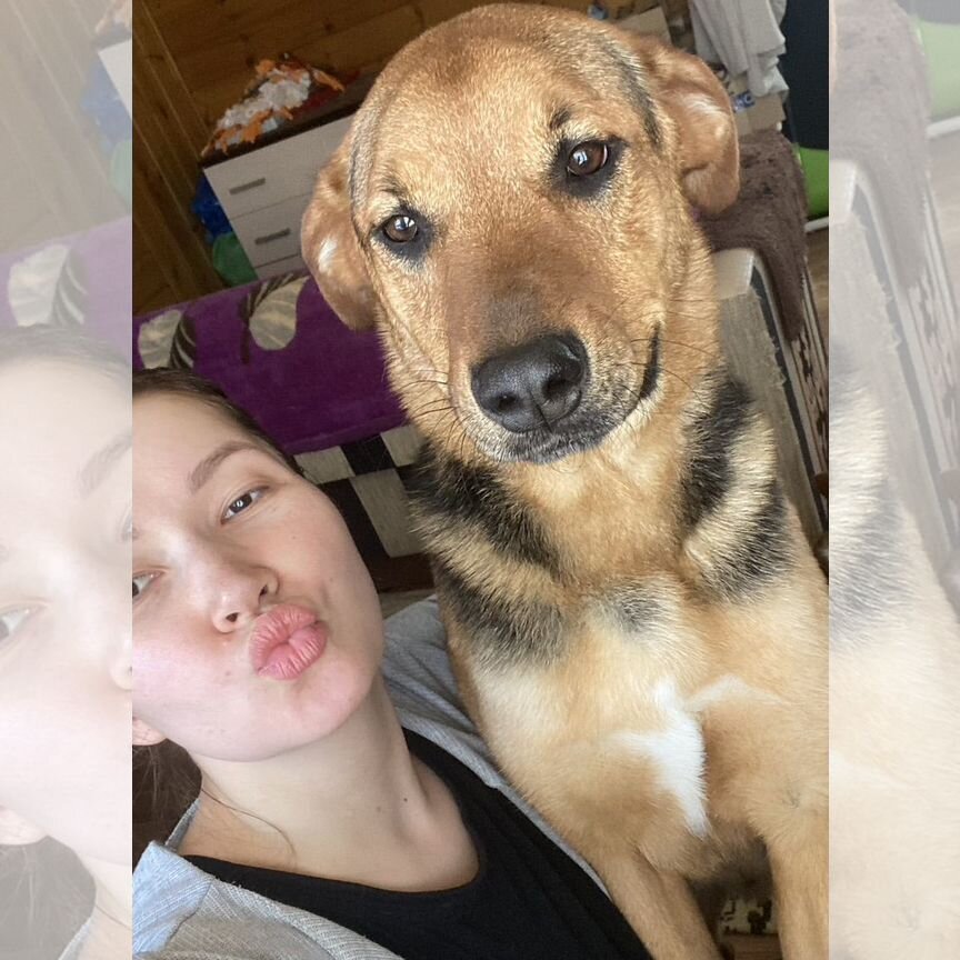 Взрослый пёс в добрые руки