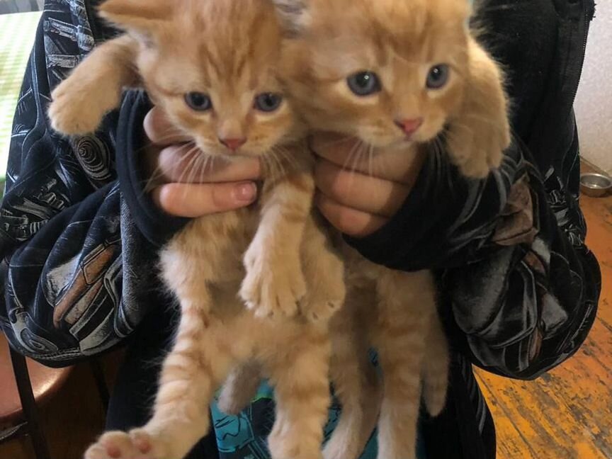 Котята