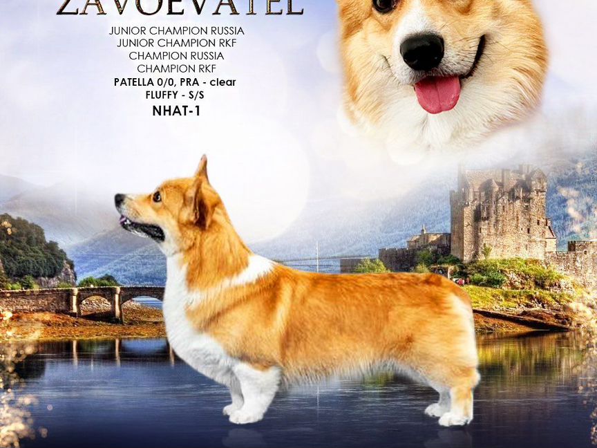 Вельш-корги вязка