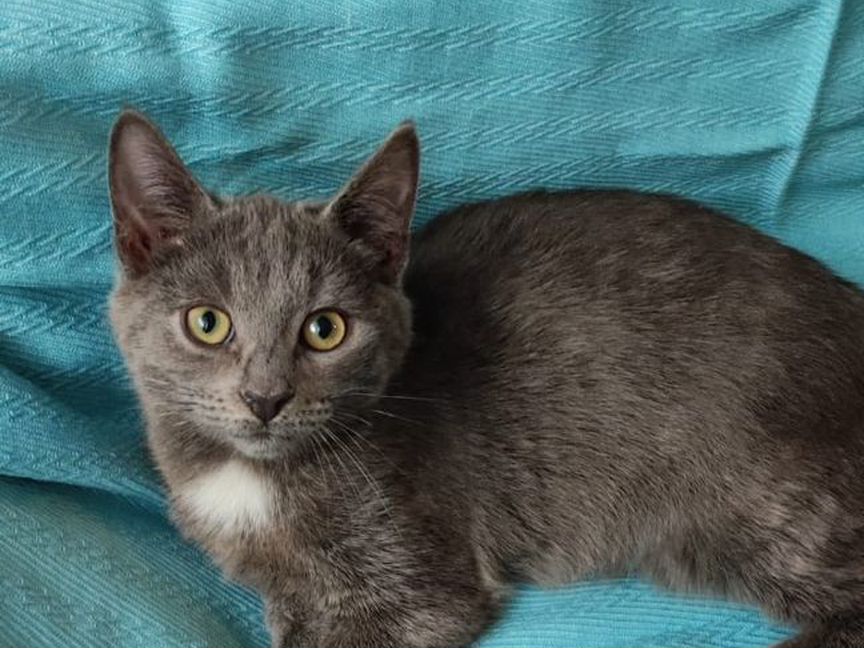 Котенок Тема в хорошую семью бесплатно