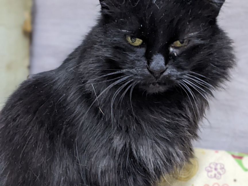 Кошка ищет дом