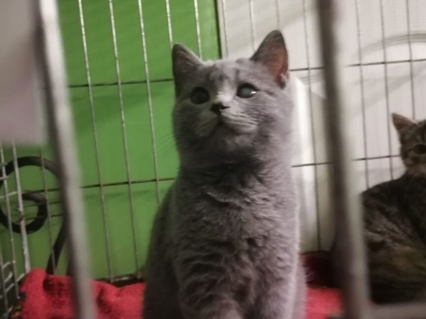 Кроша 5 мес ищет дом