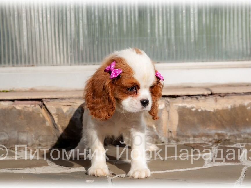 Девочка кавалер бленхейм