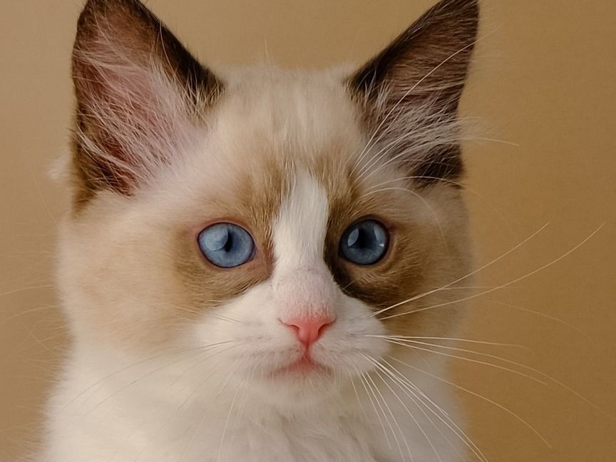 Ragdoll девочка 2,5 месяца