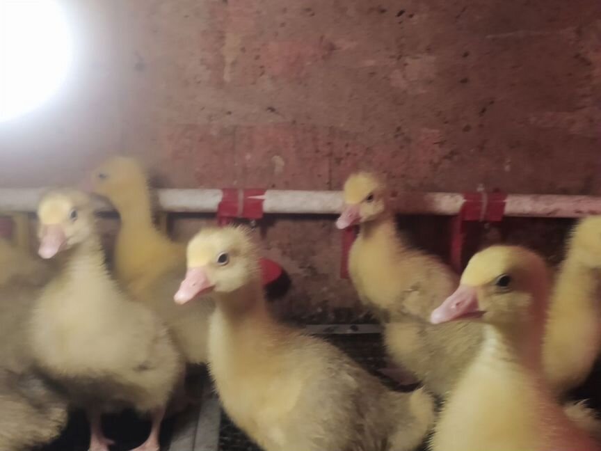 Гусята подрощенные