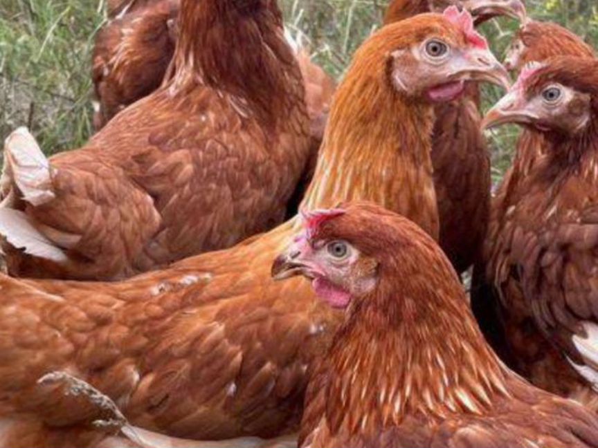 Куры от 50шт