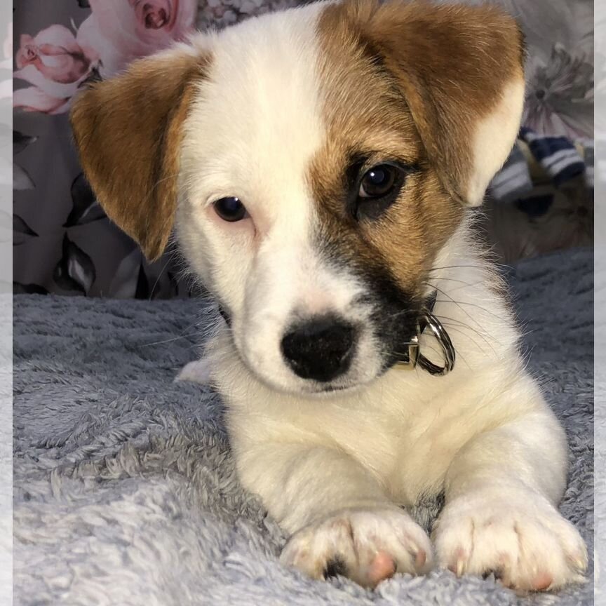 Джек-рассел-терьер, щенок