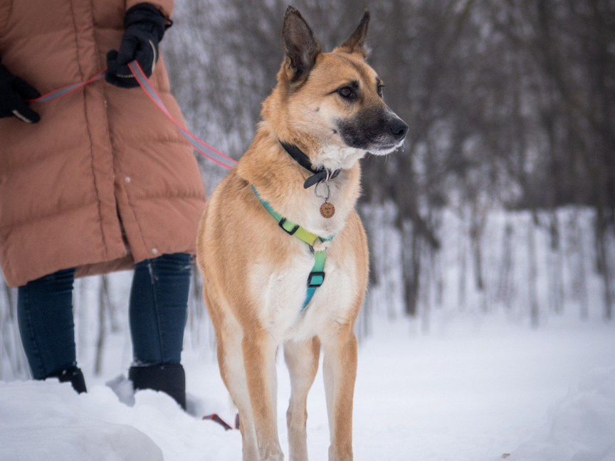 Молоденький миниатюрный пёсик грустит в приюте