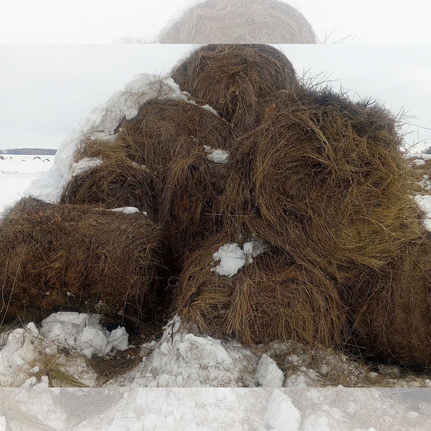 Сено в рулонах