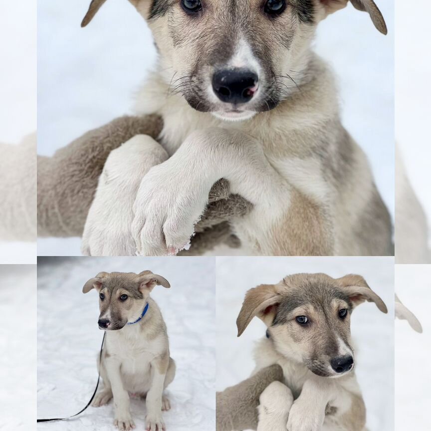 Щенок в добрые руки