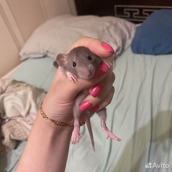 Малыши крыски