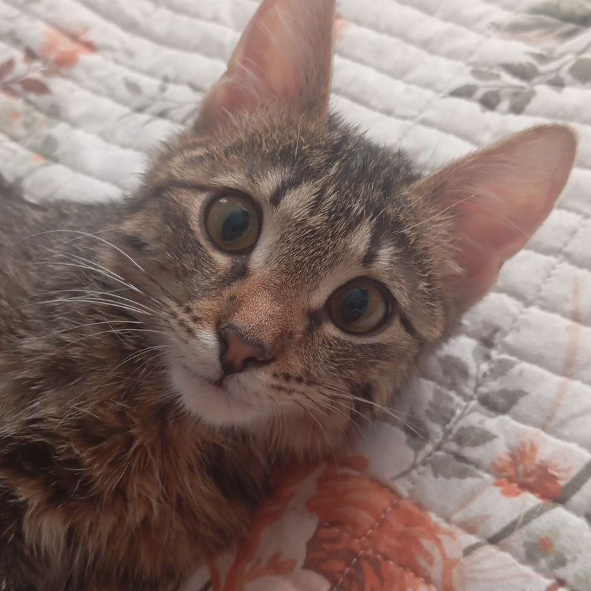 Котёнок в добрые руки