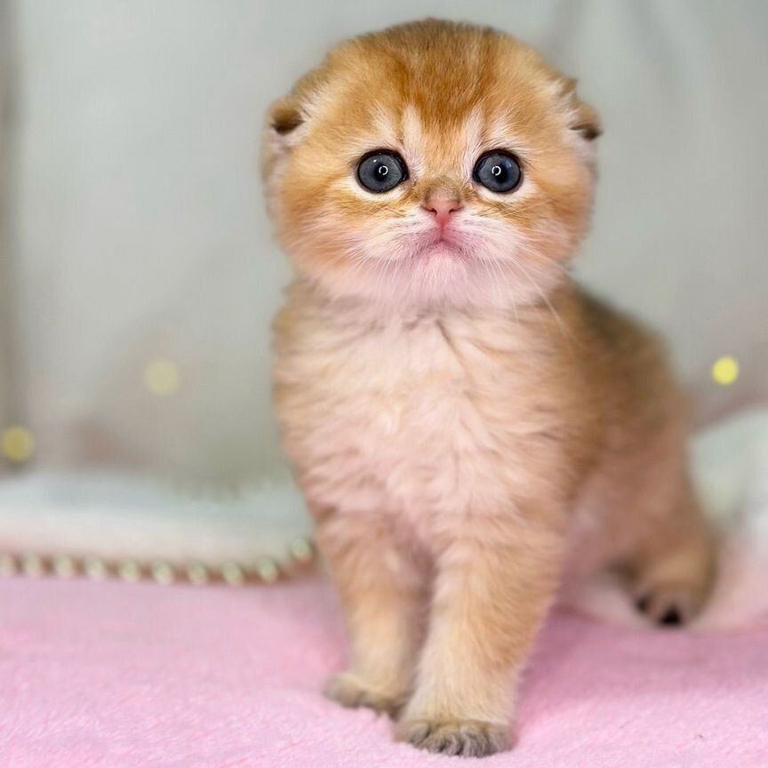 Шотландский вислоухий короткошёрстный котёнок