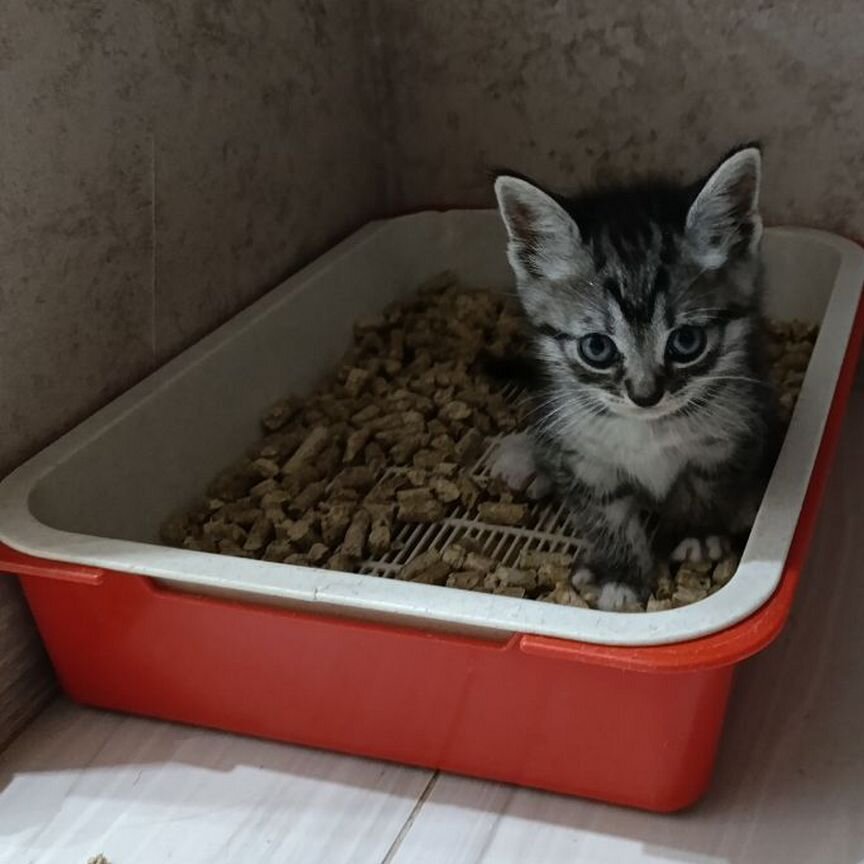 Котята от шотландской прямоухой кошки