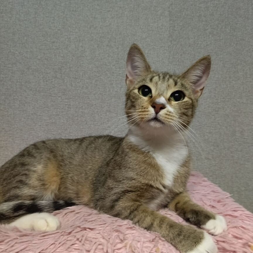 Красотка Рани