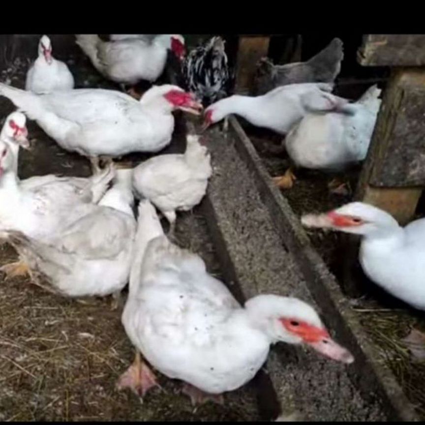 Инкубационные яйцо индоутки