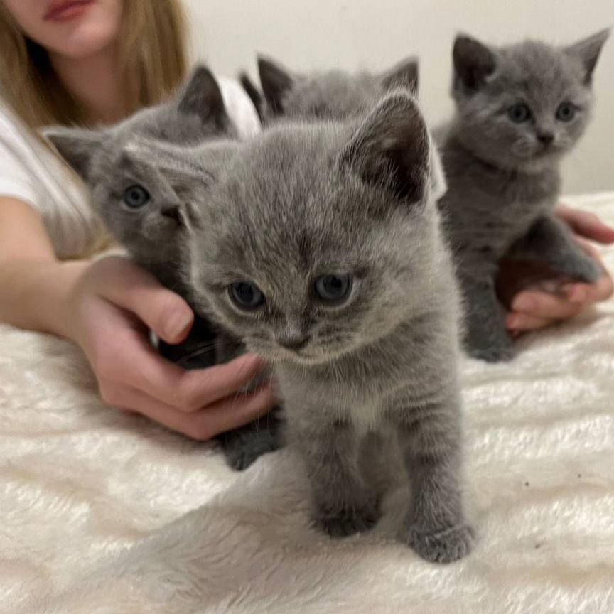 Британские голубые котята