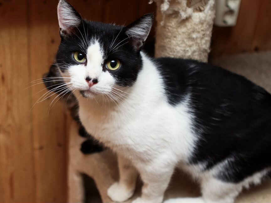 Черно-белый котик в дар