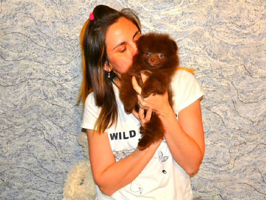 Шоколадный шпиц